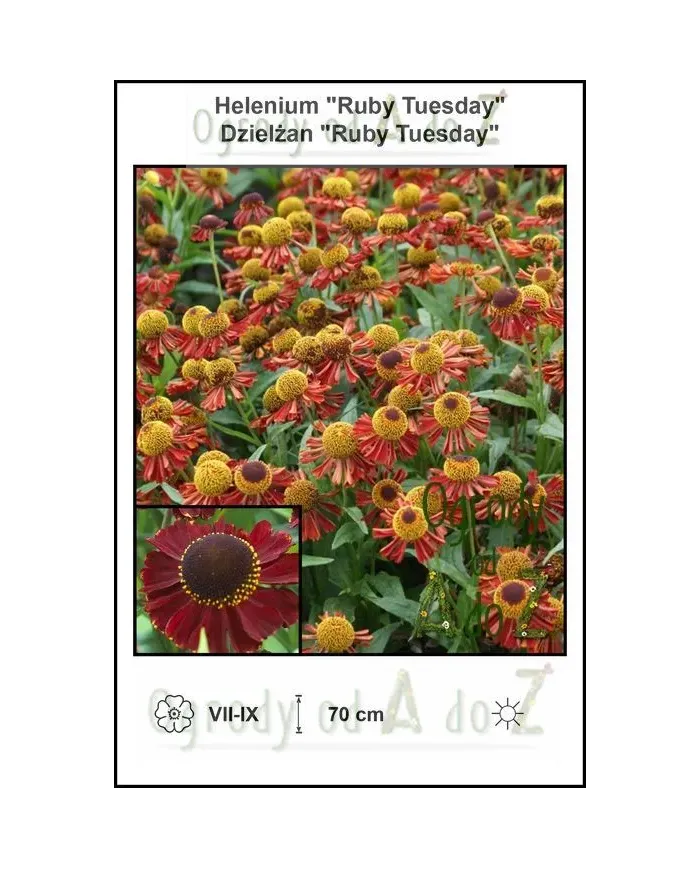 Helenium 'Ruby Tuesday'