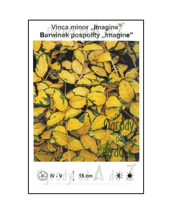 vinca minor, barwinek, ogrody od A do Z