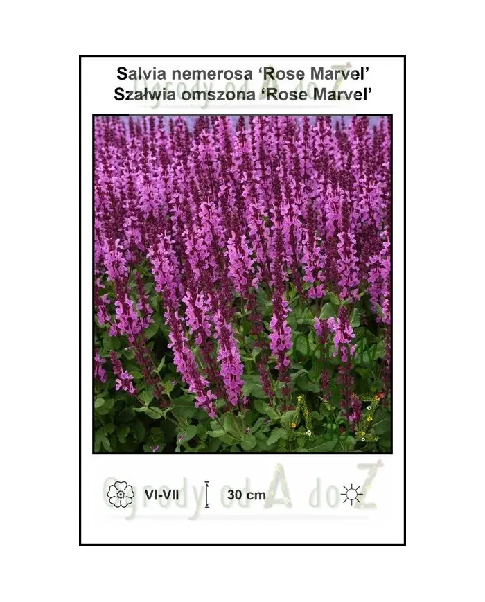 Salvia nemerosa ‘Rose Marvel’