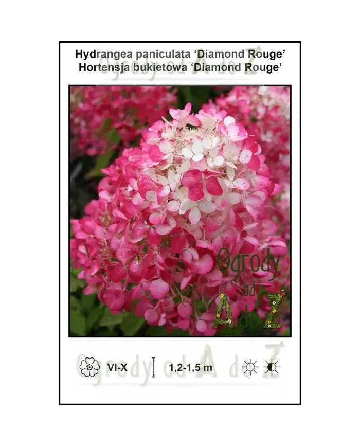 Hydrangea paniculata ‘Diamond Rouge’
